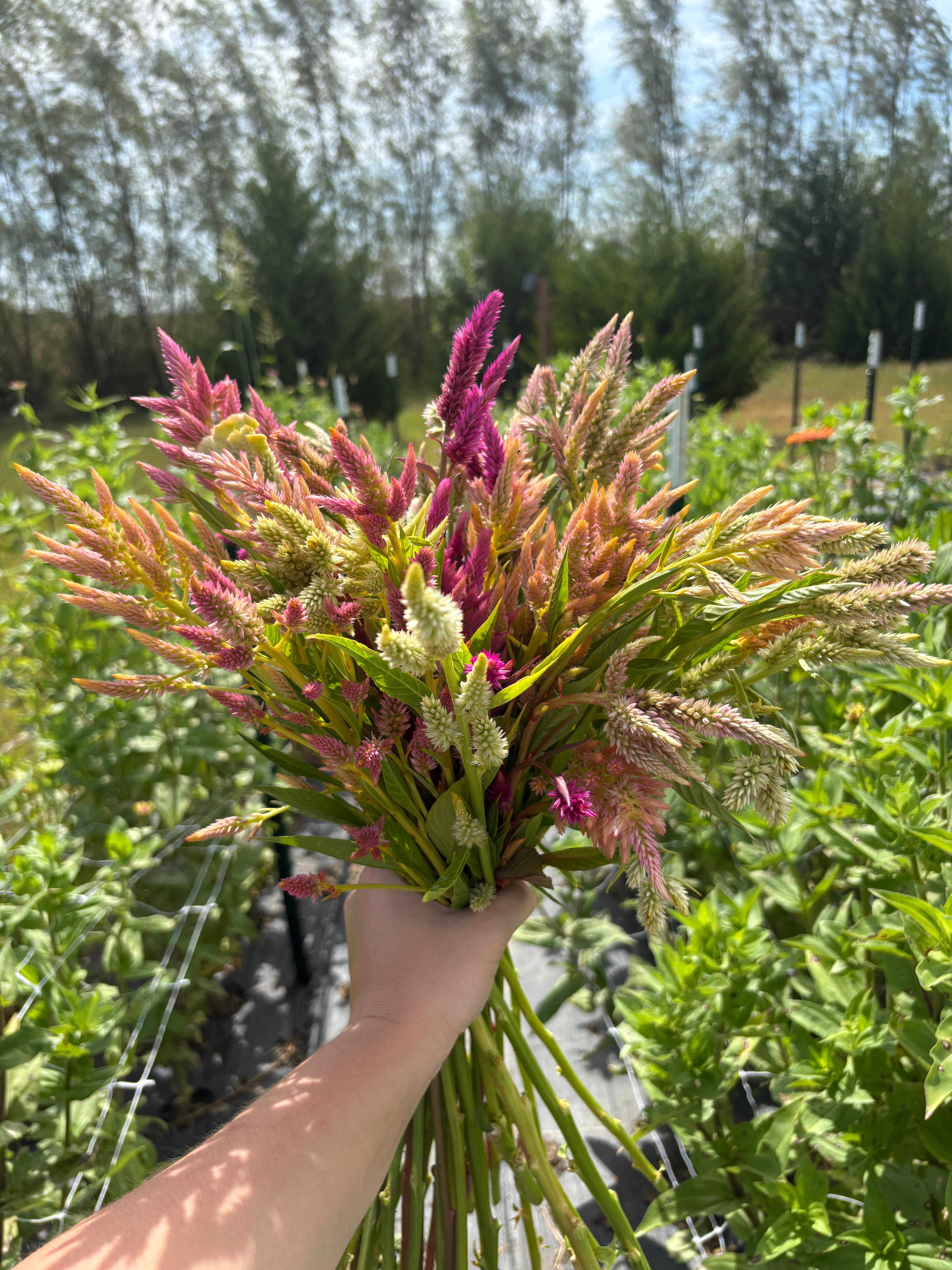 Celosia Seed – Rooted Raymond